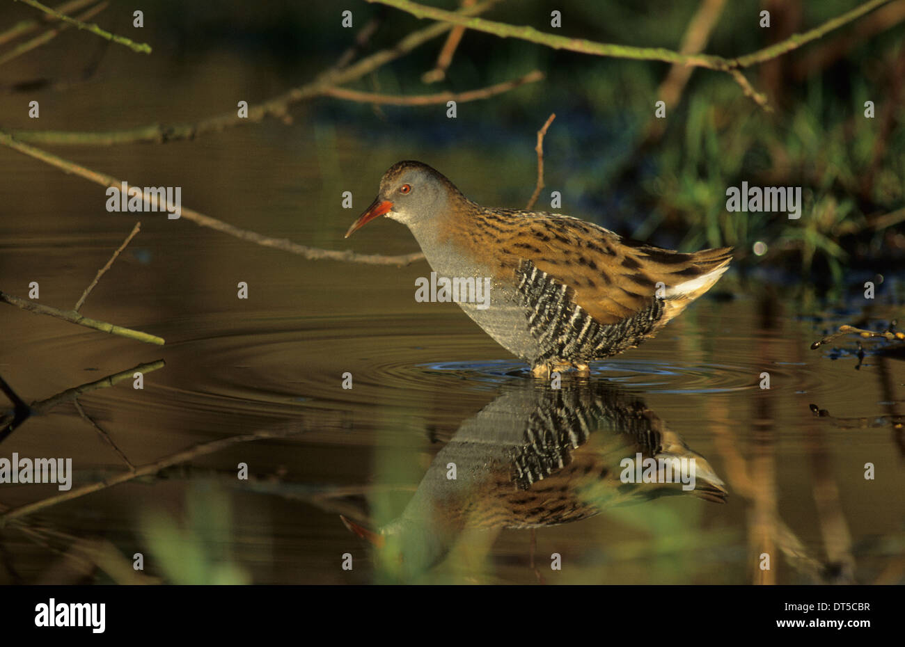 WATER RAIL (Rallus aquaticus) Marshside Marsh RSPB Reserve Southport ...