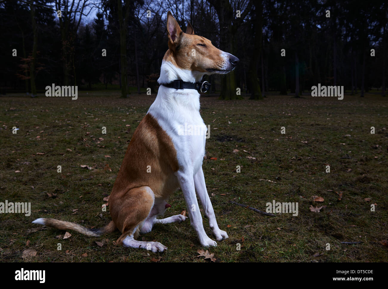 Smooth pet hi-res stock photography and images - Alamy
