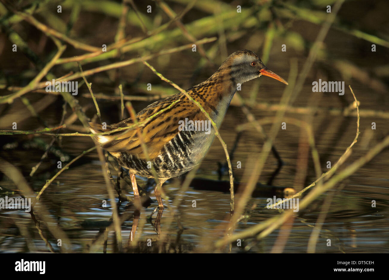 WATER RAIL (Rallus aquaticus) Marshside Marsh RSPB Reserve Southport ...