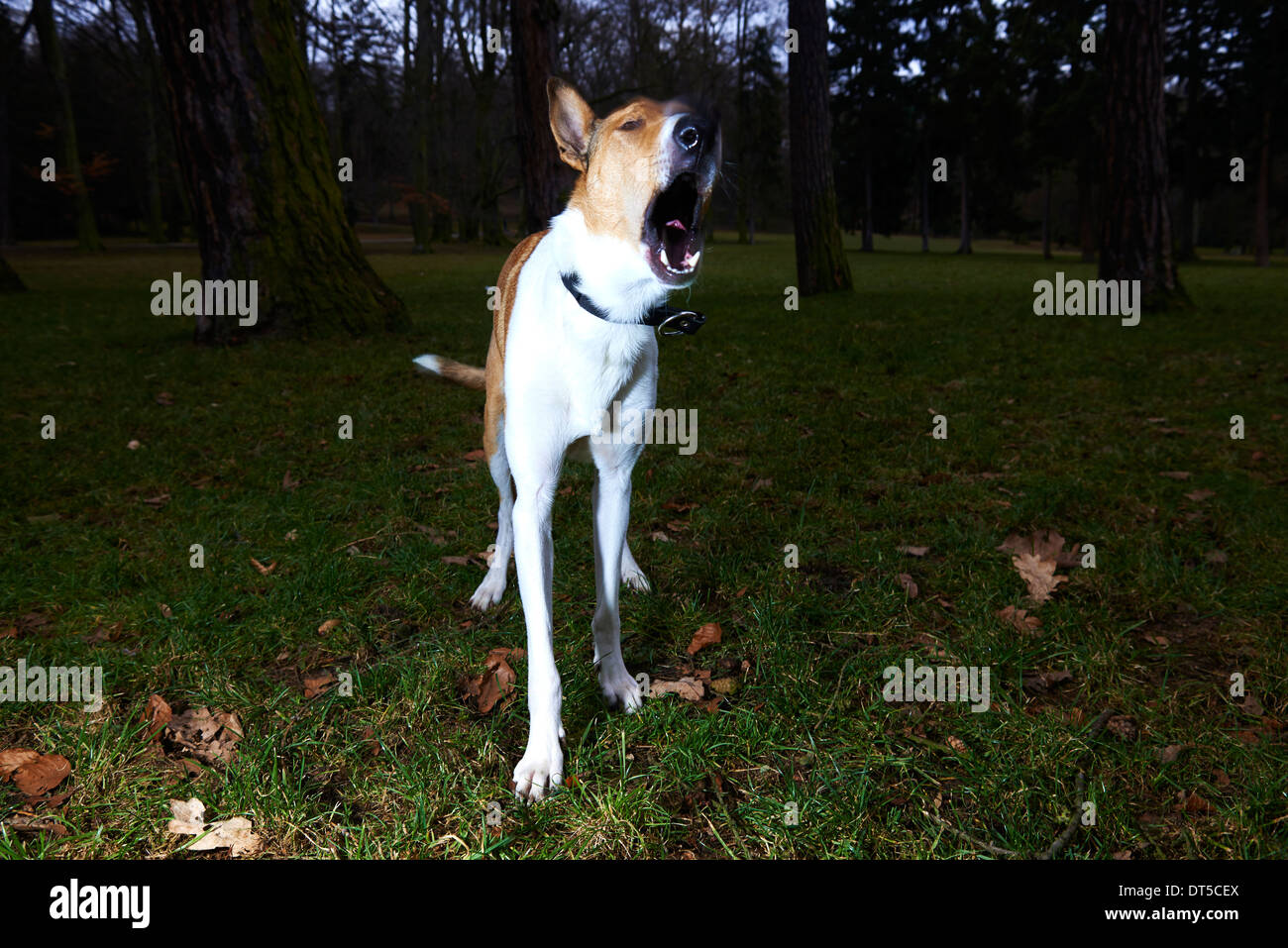 Smooth Collie in the park - barking angry dog Stock Photo - Alamy