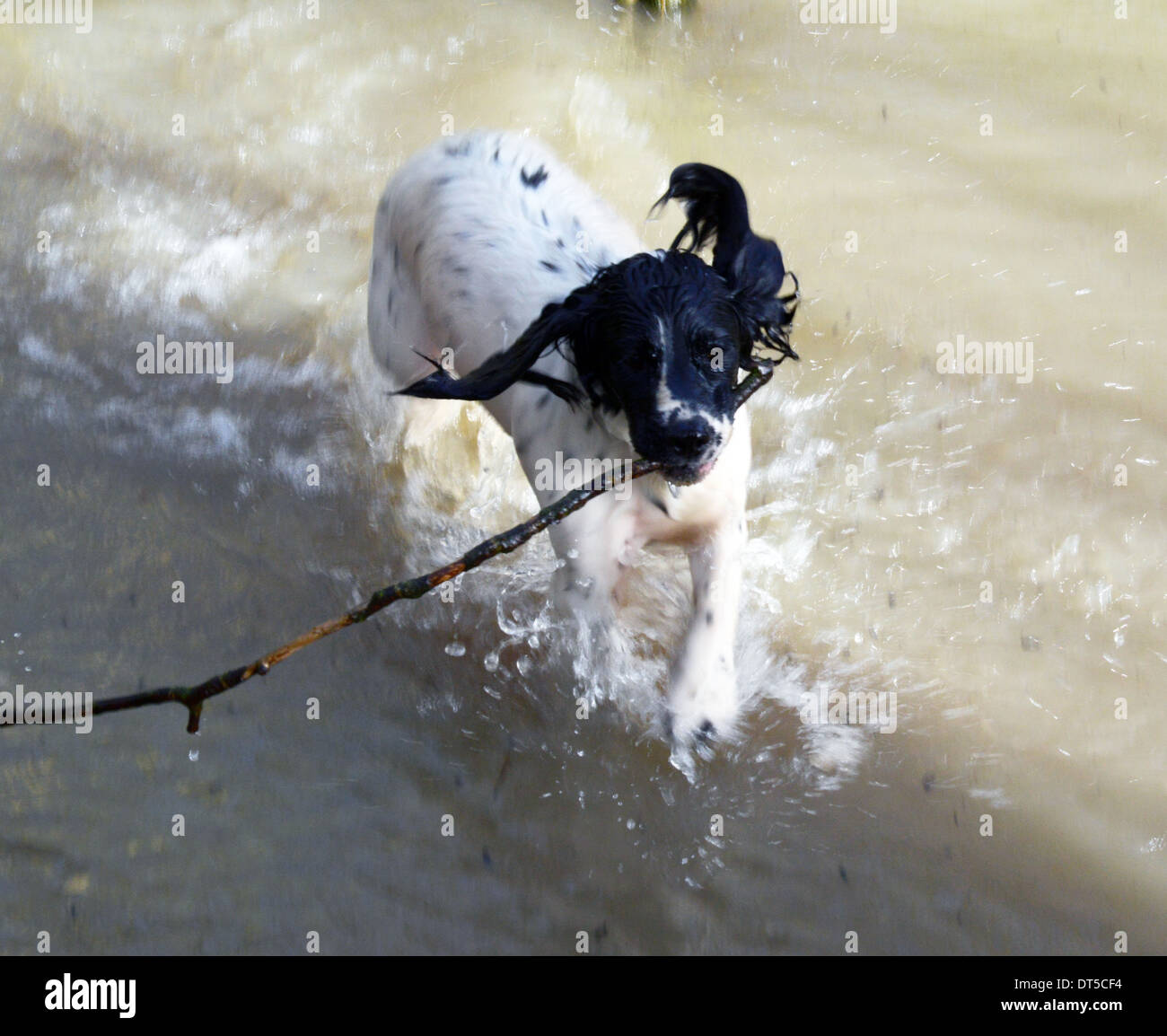 missy running with stick Stock Photo - Alamy