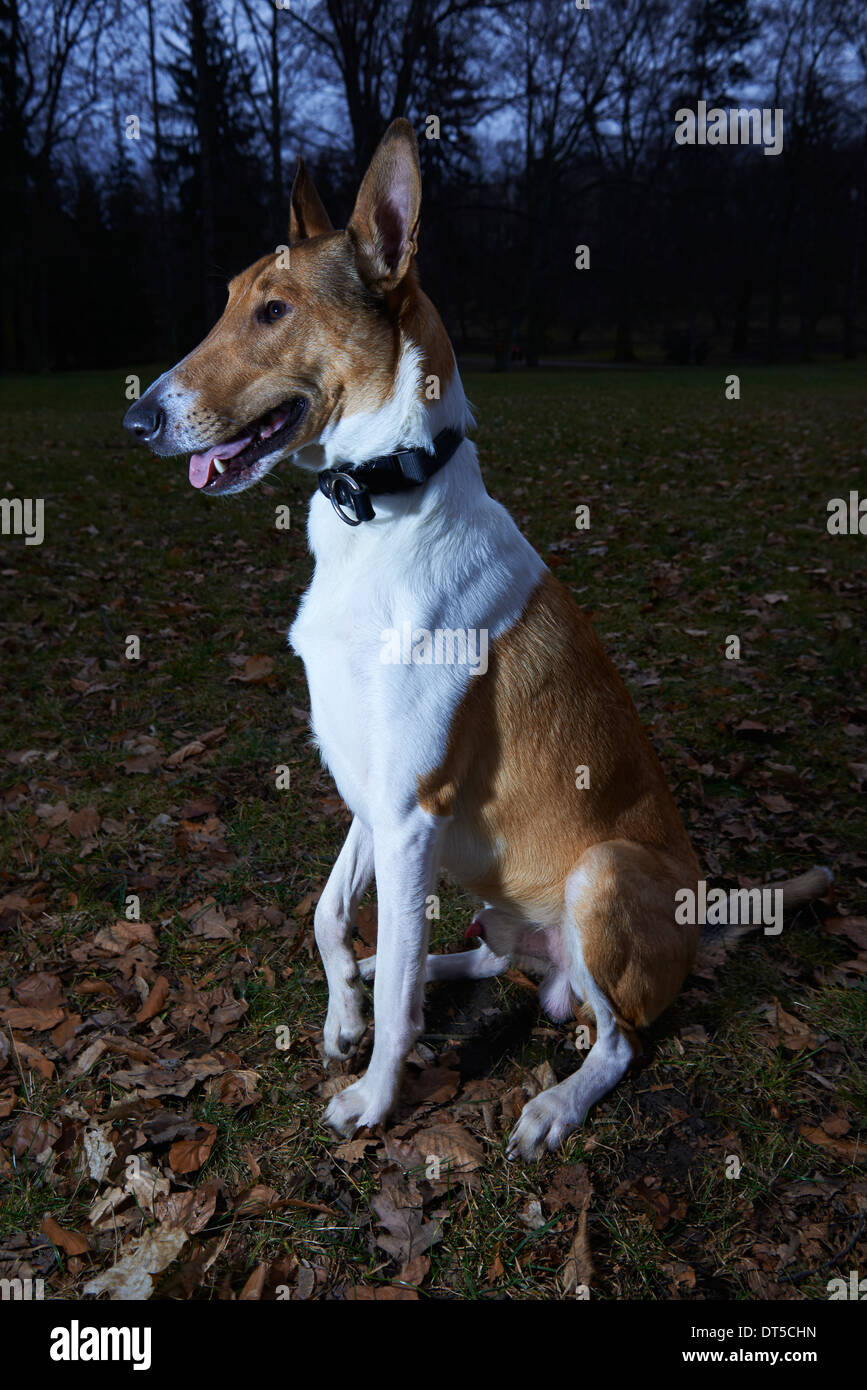 Smooth pet hi-res stock photography and images - Alamy