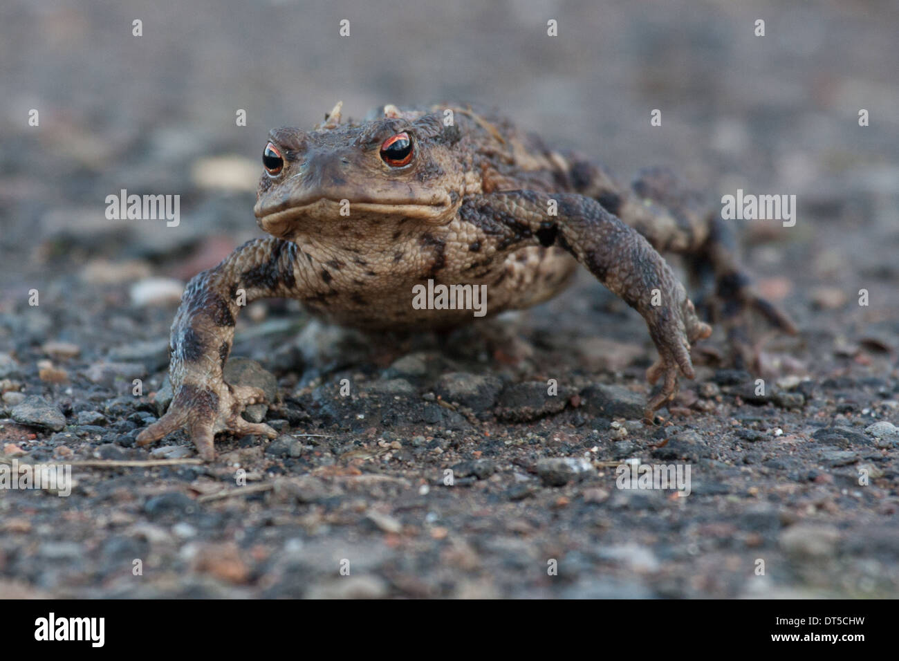 Toad road hi-res stock photography and images - Alamy