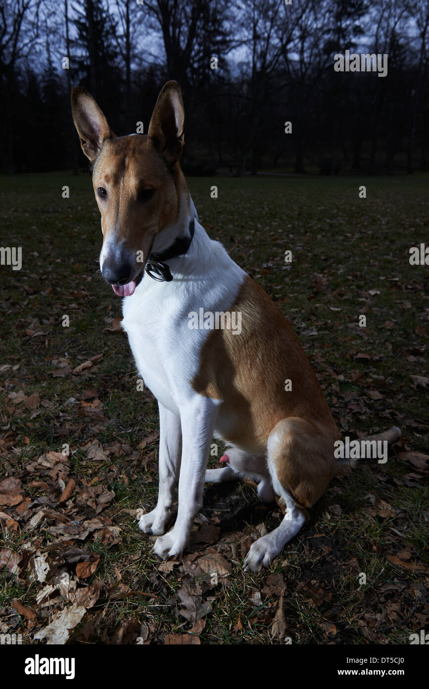 Smooth Collie in the park Stock Photo - Alamy