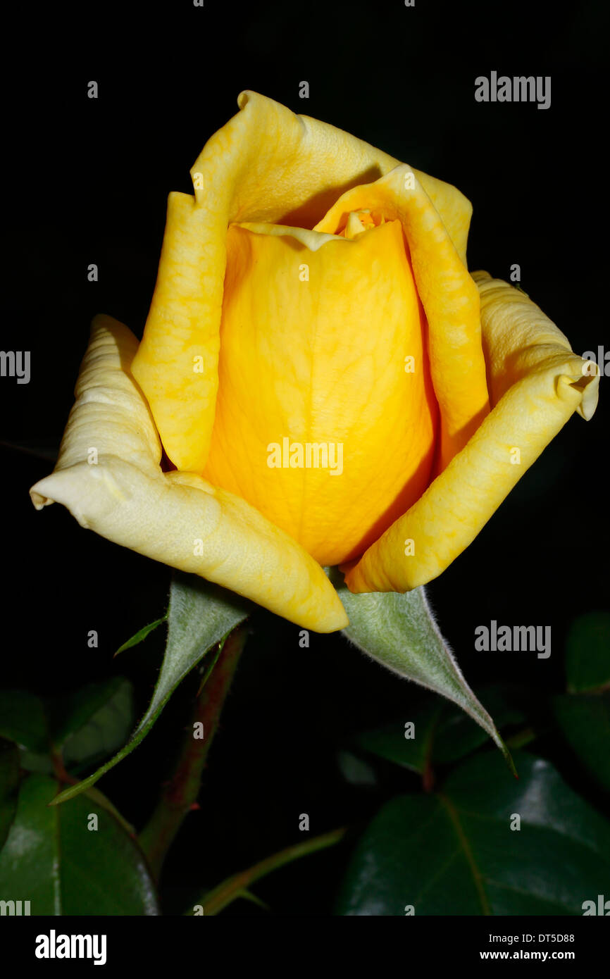 Bloomed yellow rose hi-res stock photography and images - Alamy