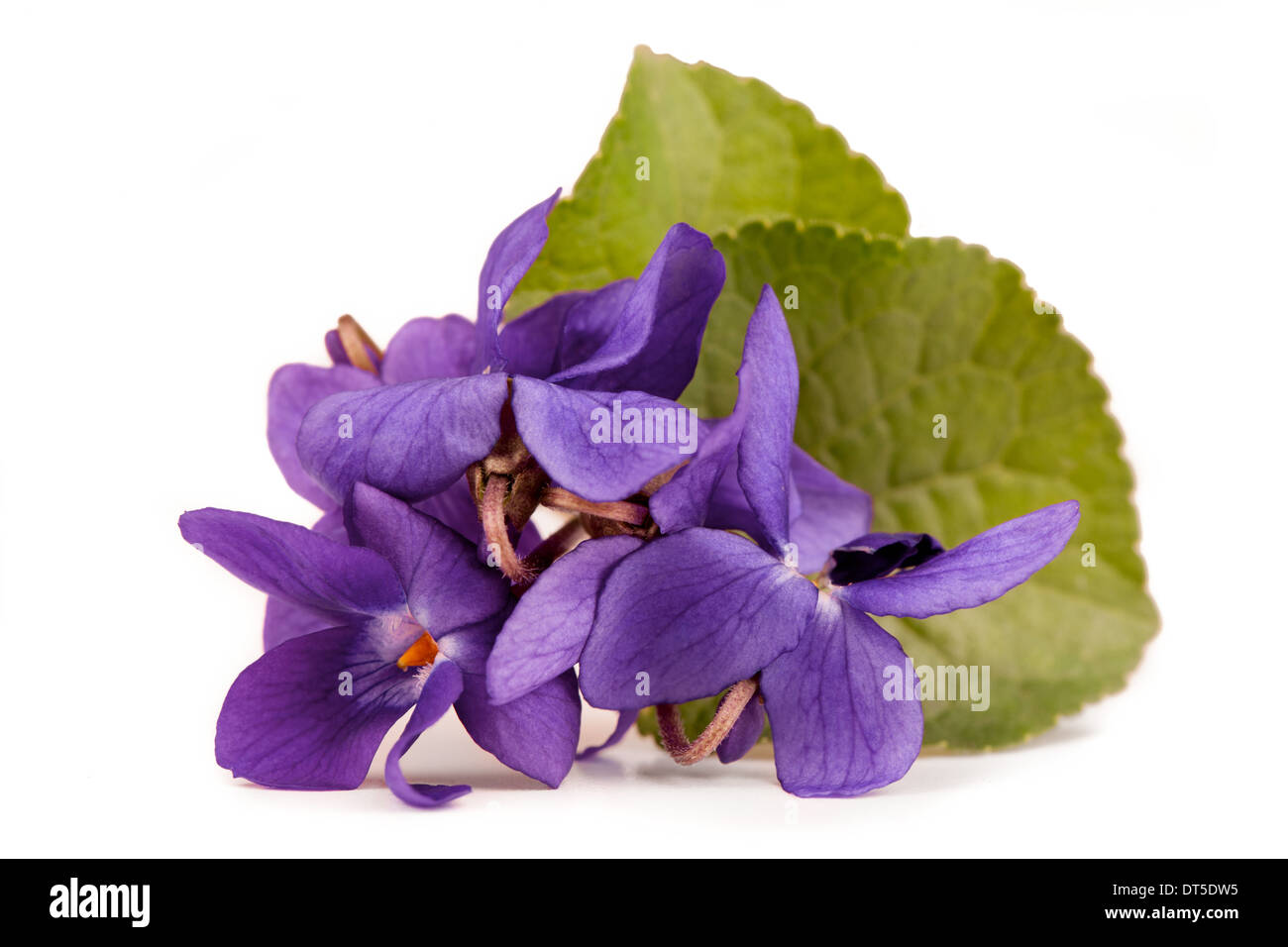 Violets flower Cut Out Stock Images & Pictures - Alamy