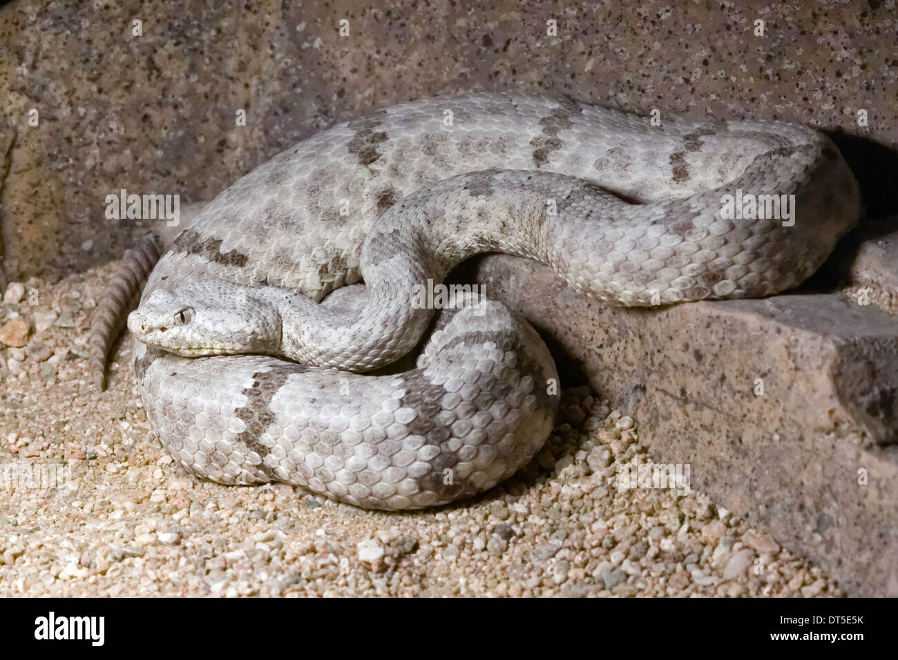 Mottled rattlesnake hi-res stock photography and images - Alamy