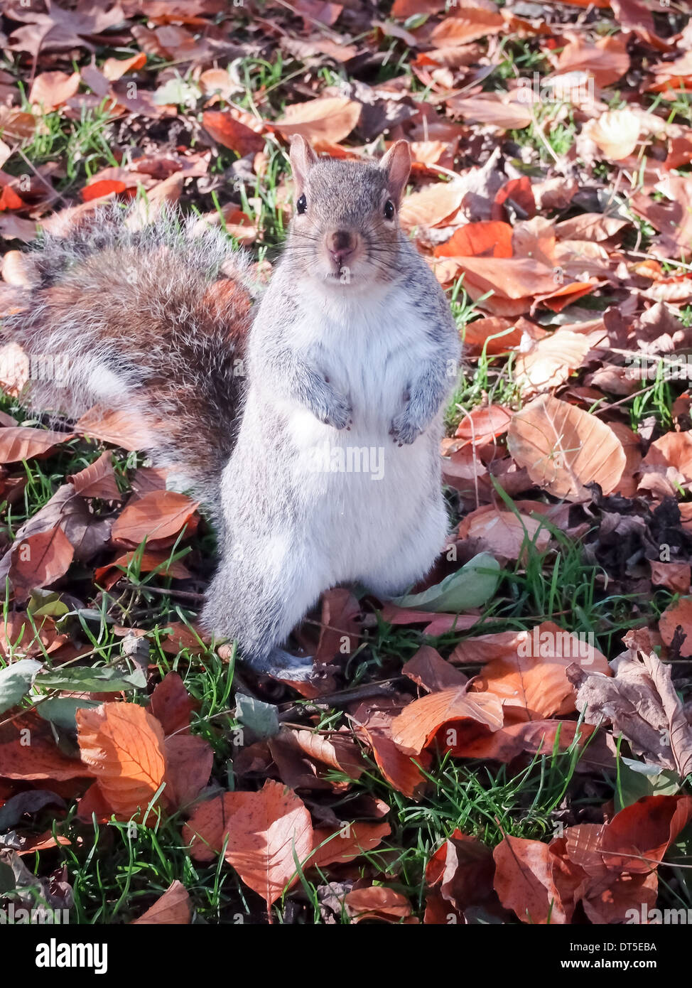 grey squirrel on its hind legs looking at the camera Stock Photo - Alamy