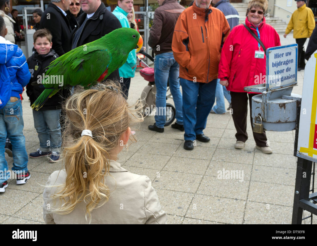 Young Dutch girl with a tame green parrot perched on her head at ...