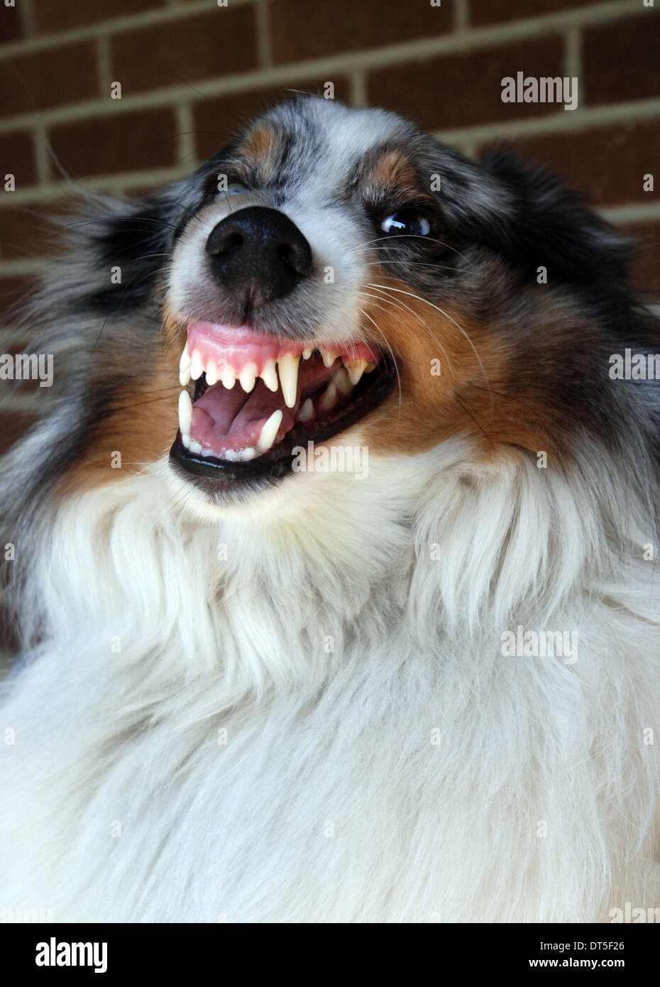 Snarling or smiling Sheltie Stock Photo - Alamy