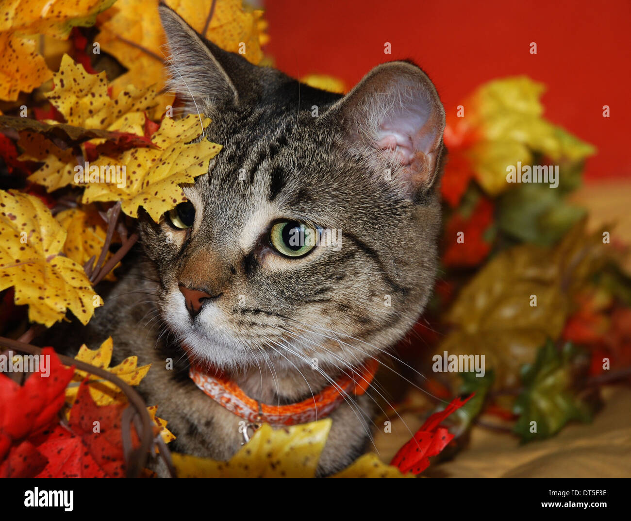 Cat In Leaves High Resolution Stock Photography and Images - Alamy