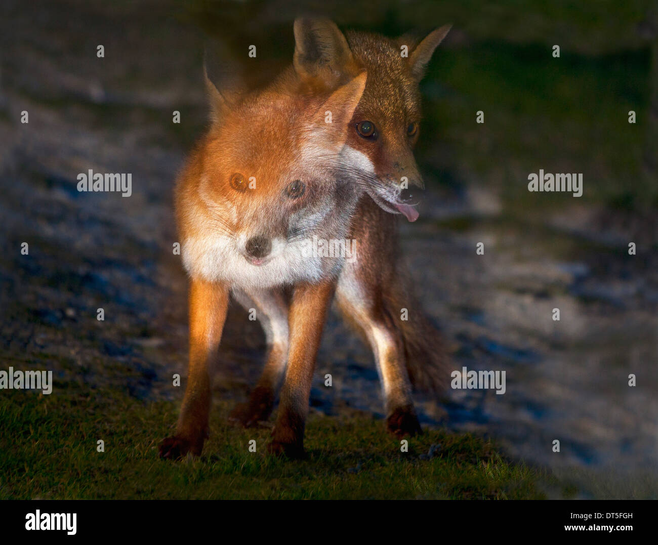 Two heads double exposure hi-res stock photography and images - Alamy