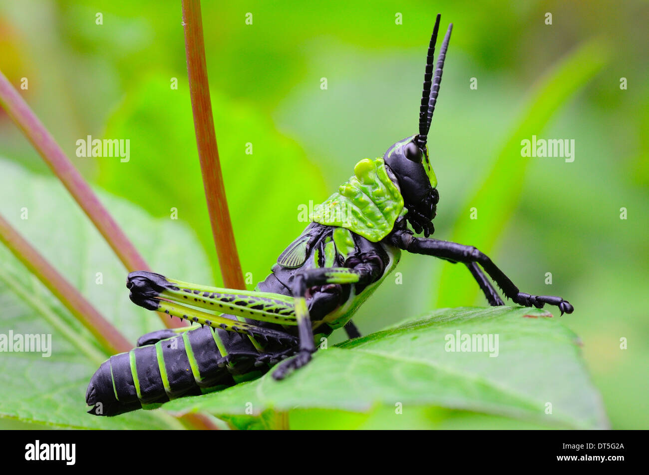 Black Grasshopper High Resolution Stock Photography and Images - Alamy