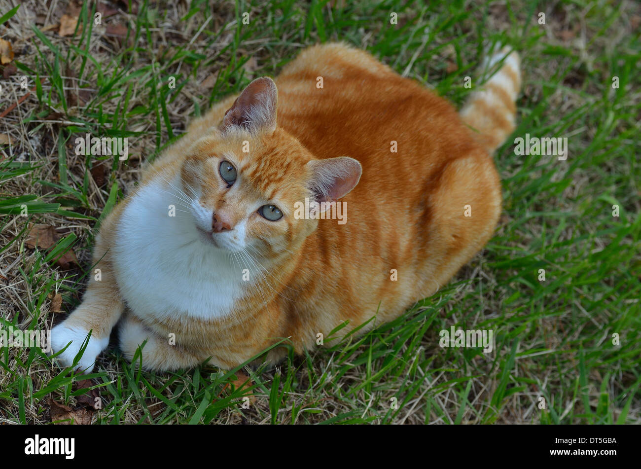 Fat ginger cat hi-res stock photography and images - Alamy