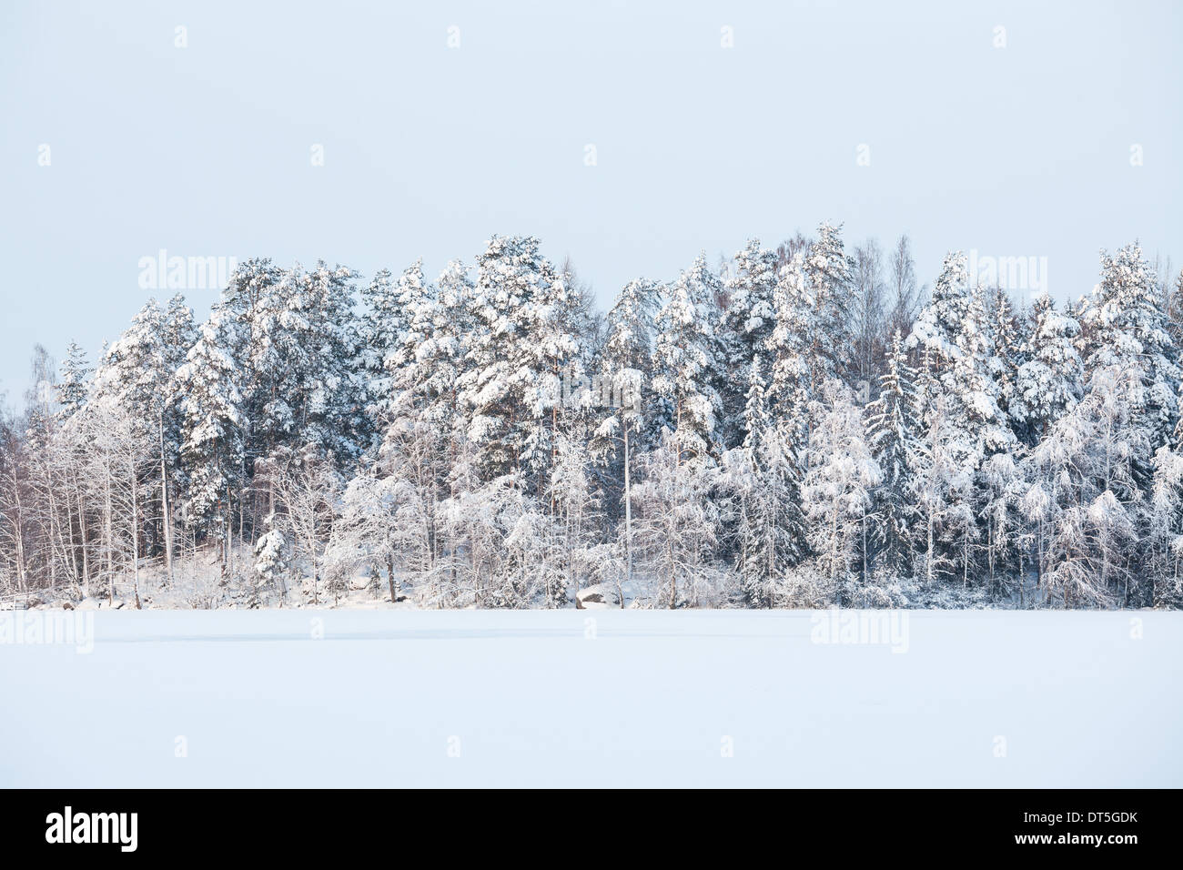 Snow frozen lake and forest in finland Stock Photo - Alamy