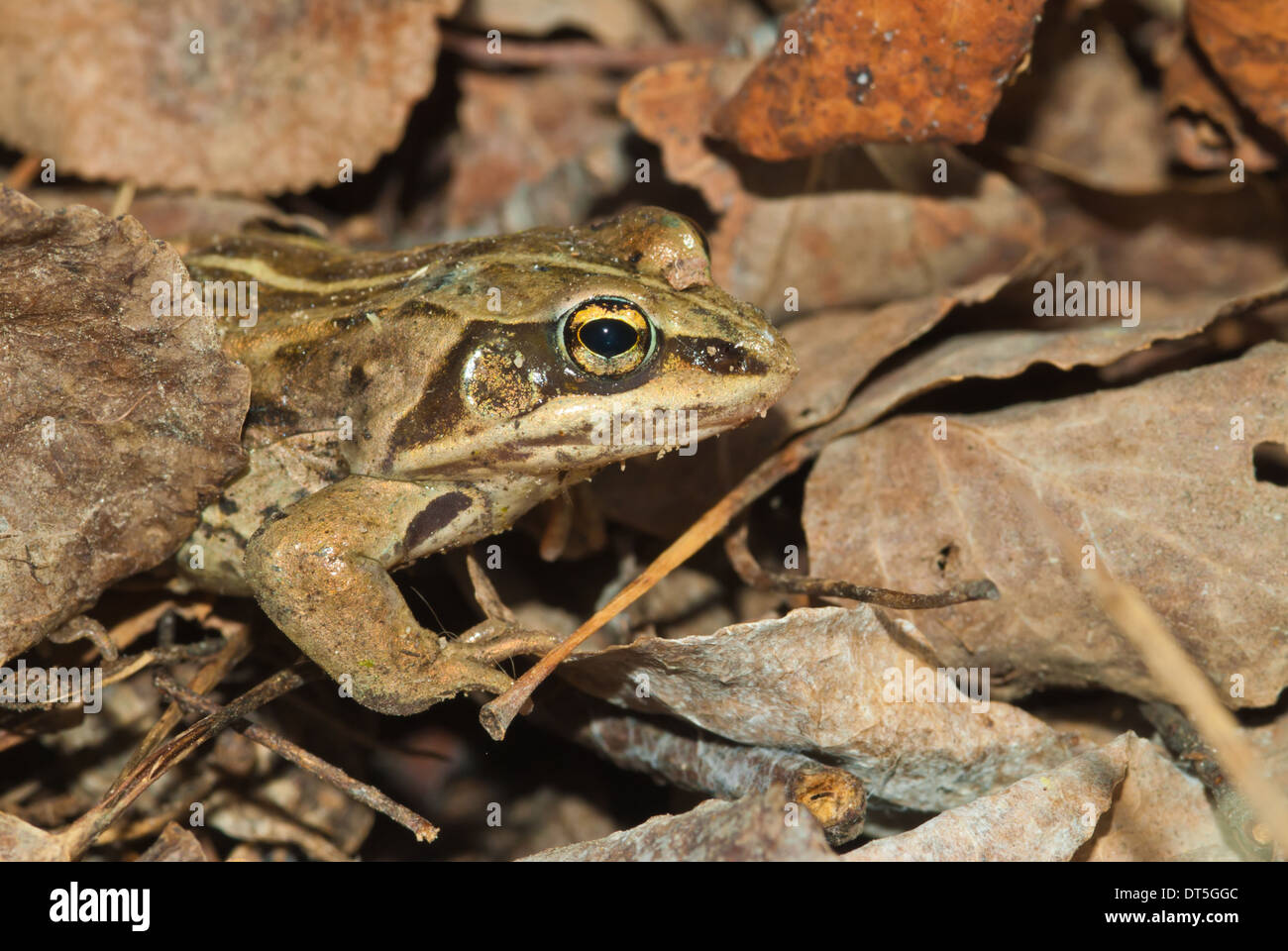 Wood frog, Rana sylvatica, hiding among decaying leaves, Elk Island ...