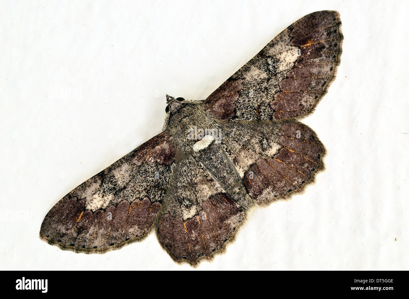 Moth on plain marble background Stock Photo - Alamy