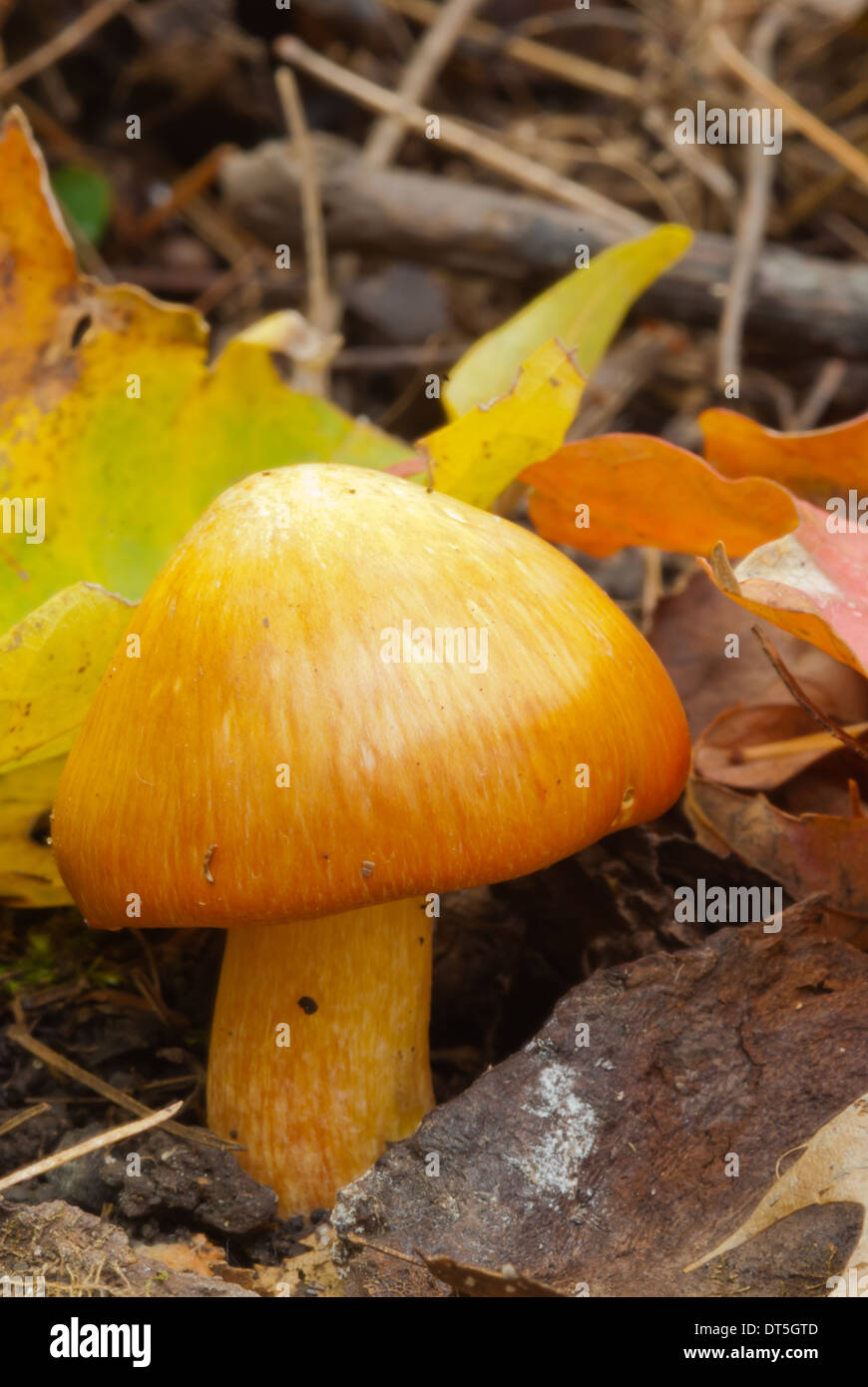 Newly emerged delicious milkcap, Lactarius deliciosus, growing in the ...
