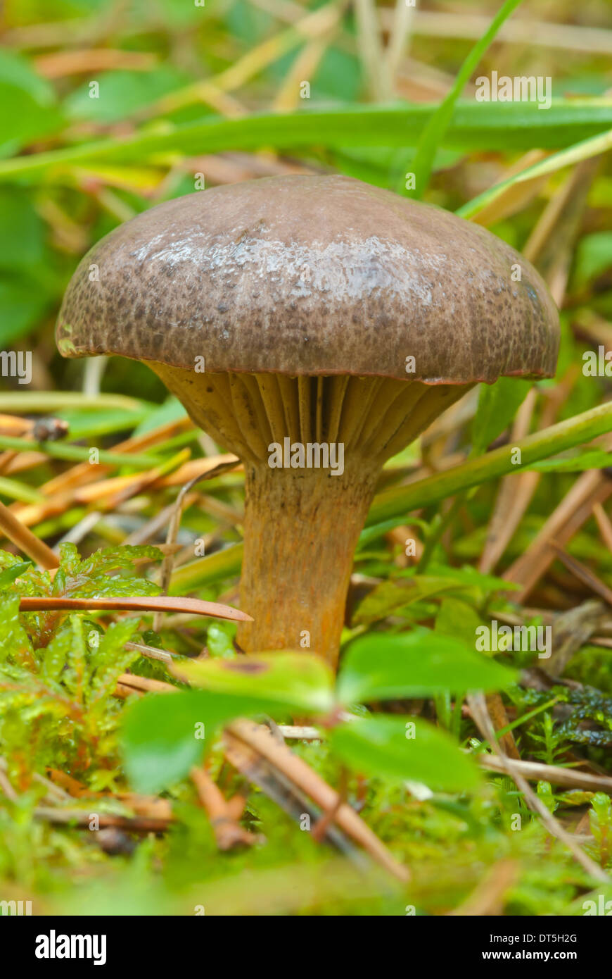 Chroogomphus vinicolor hi-res stock photography and images - Alamy