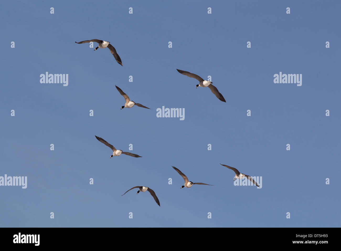 Canada geese migrating hi-res stock photography and images - Alamy