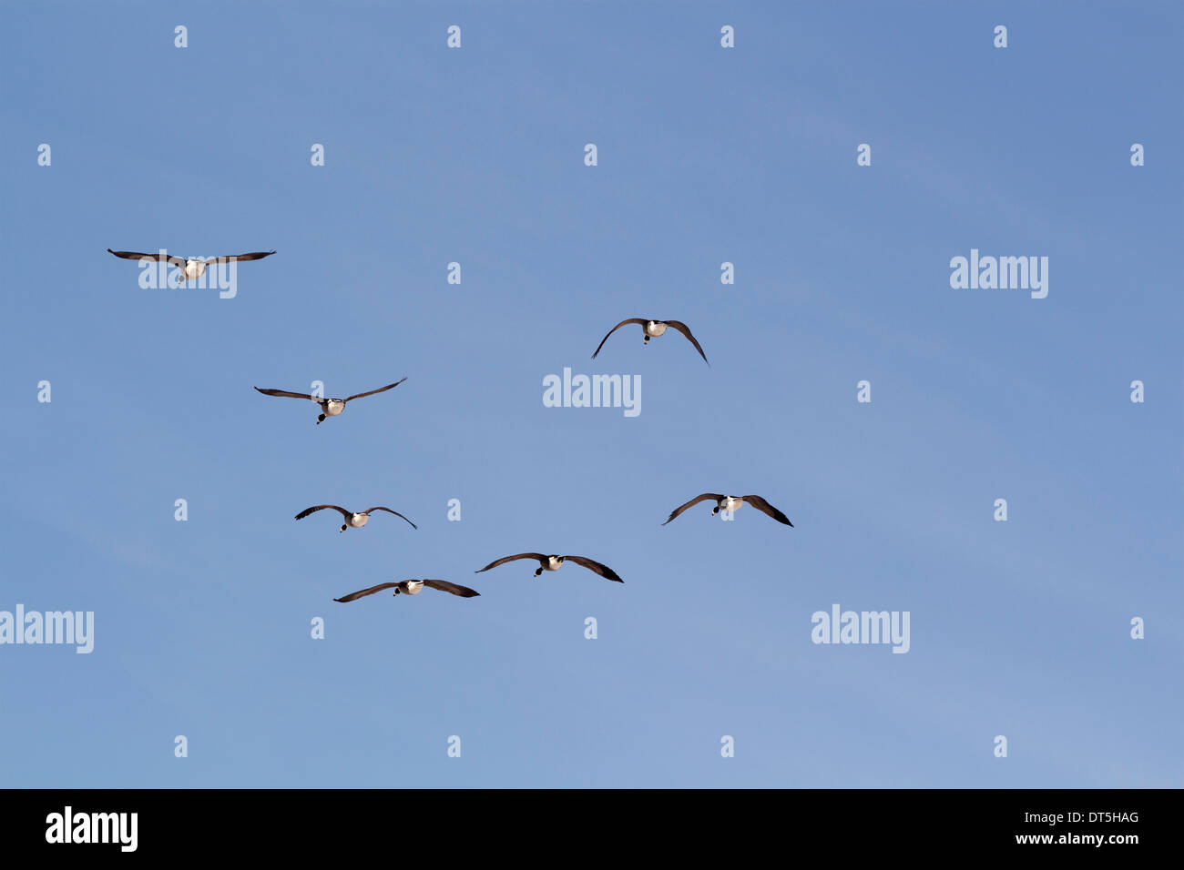 Goose with outstretched wings hi-res stock photography and images - Alamy