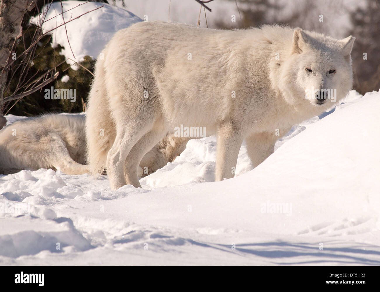 Sleeping wolf hi-res stock photography and images - Alamy