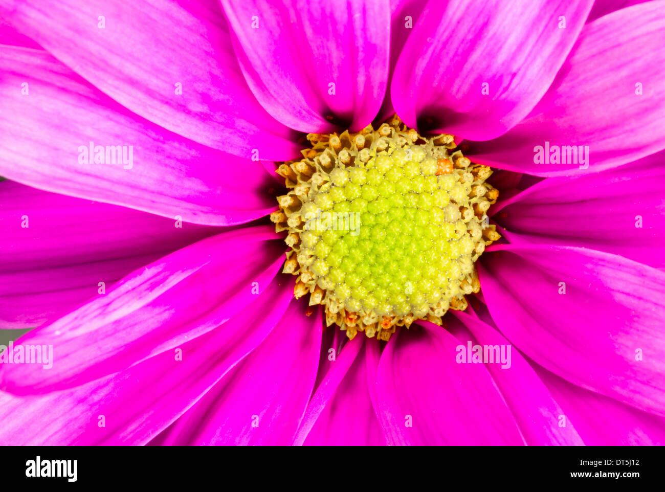 Stamens Receptacle Carpels and Petals are shown in this flower portrait ...