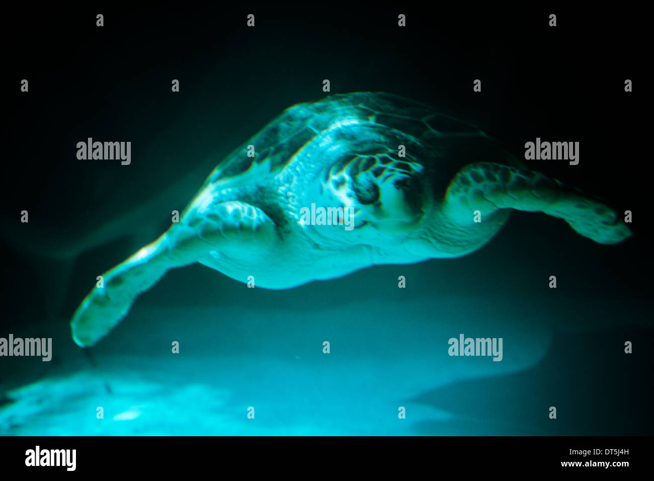 Green Sea Turtle swimming underwater Stock Photo - Alamy