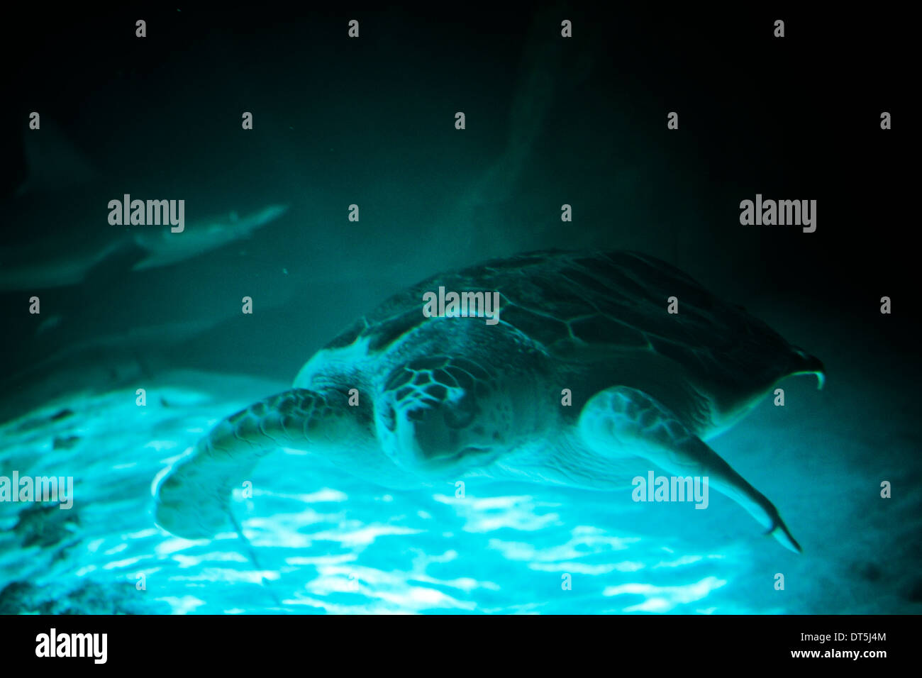 Green Sea Turtle swimming underwater Stock Photo - Alamy