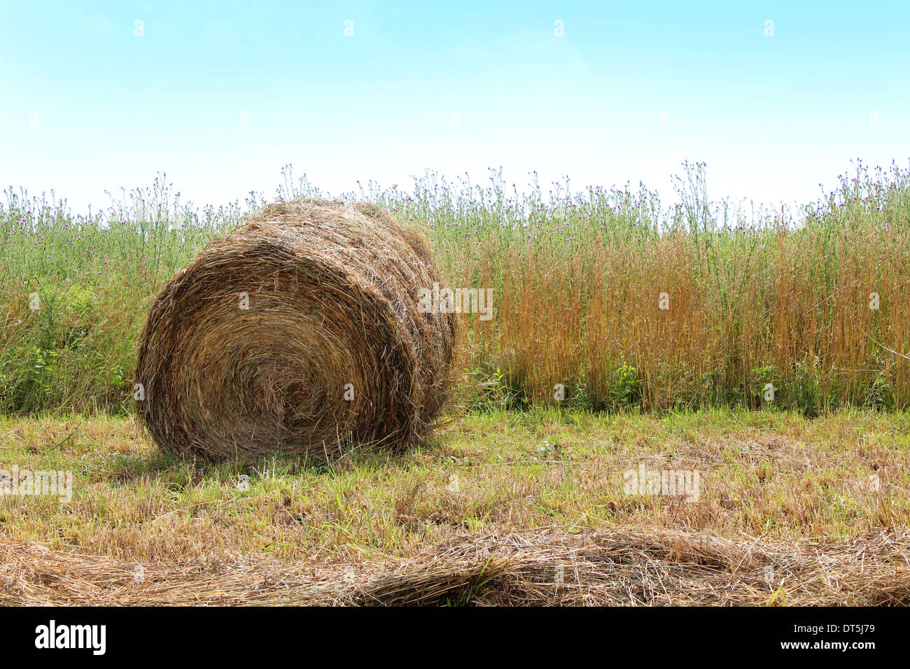 A single round hay bale in a grass field Stock Photo - Alamy