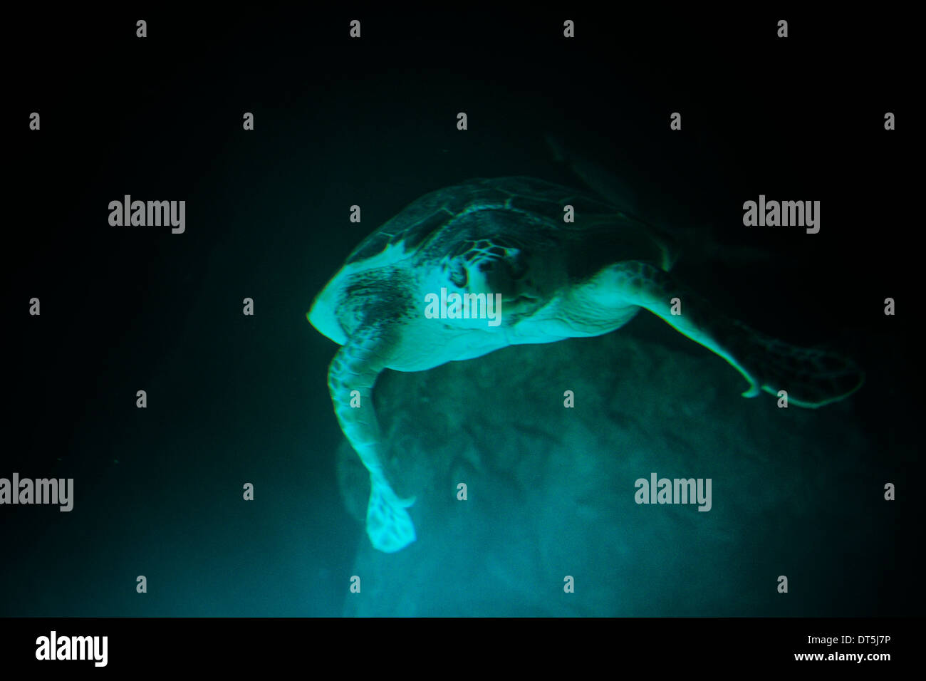 Green Sea Turtle swimming underwater Stock Photo - Alamy