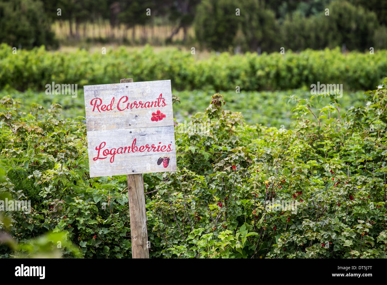 Berry signs on farm in Tasmania Stock Photo - Alamy