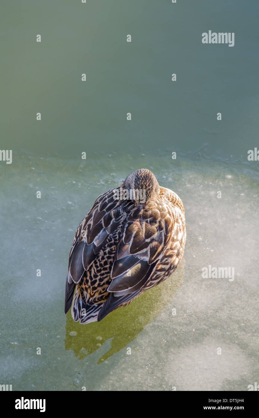 Mallard Ducks resting on the edge of the Annapolis Harbor when it was ...