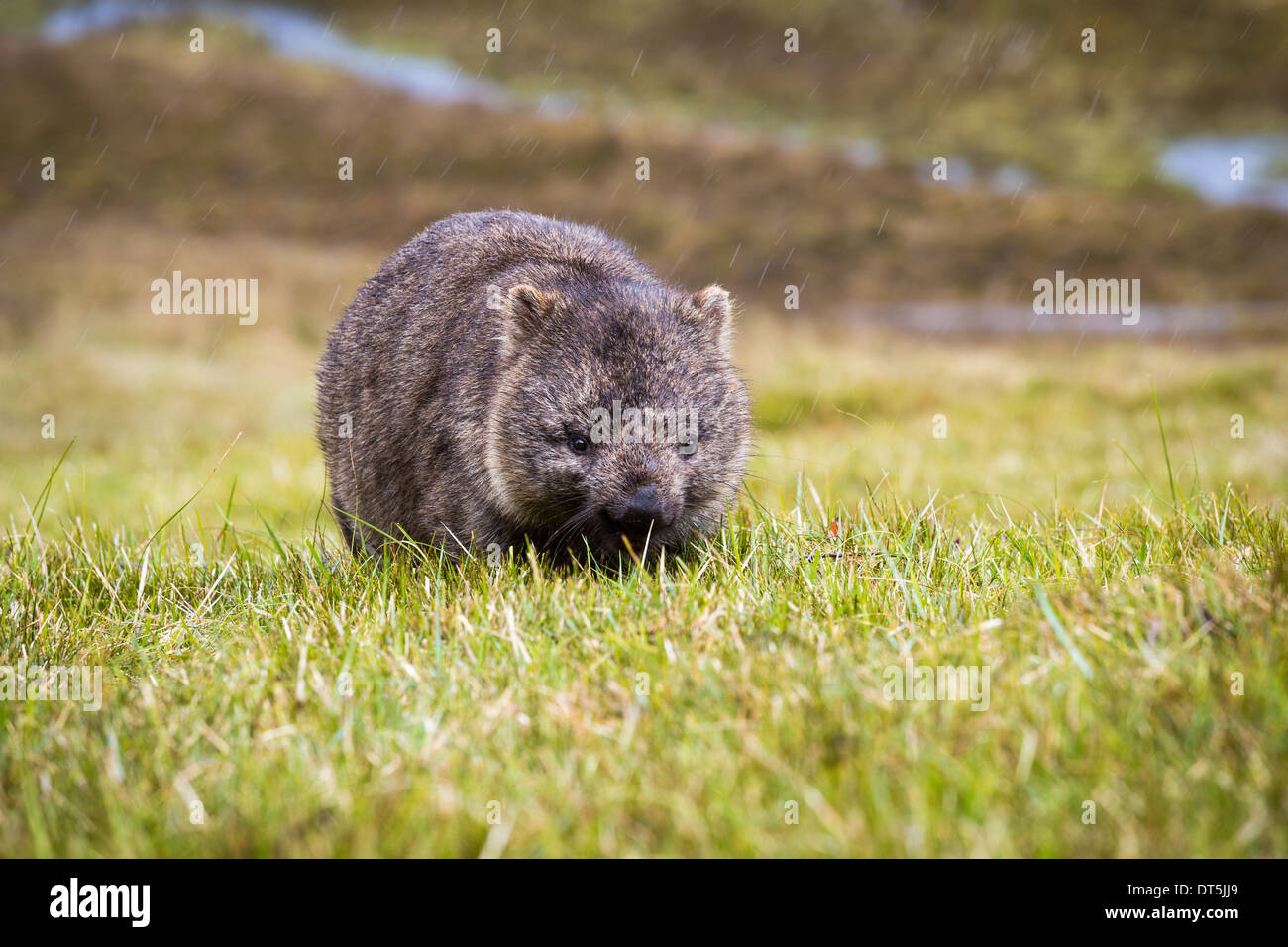 Wild Wombat at foraging at Cradle Mountain in Tasmania, Australia Stock ...