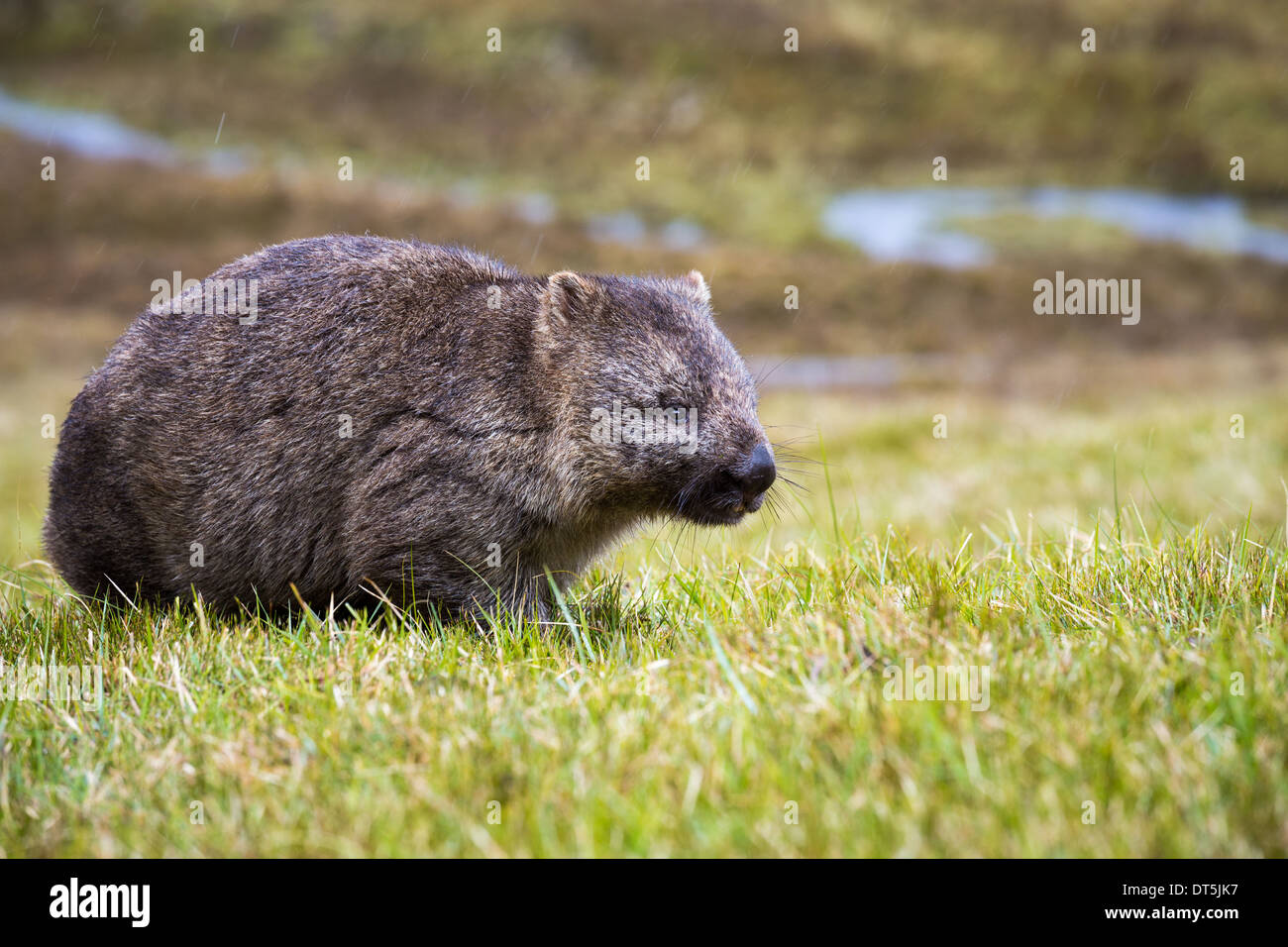 Wild Wombat at foraging at Cradle Mountain in Tasmania, Australia Stock ...