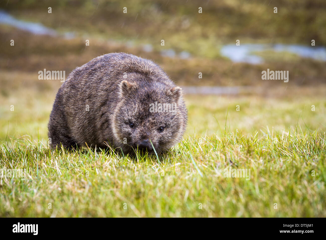 Wild Wombat at foraging at Cradle Mountain in Tasmania, Australia Stock ...