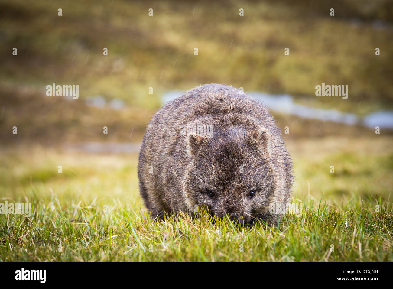 Tasmania wombat hi-res stock photography and images - Alamy