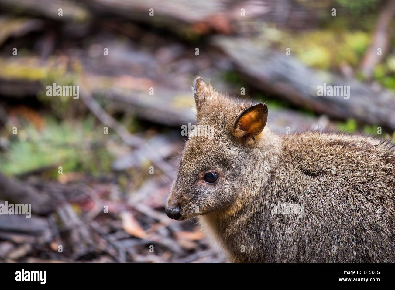 Pademelon in wild hi-res stock photography and images - Alamy