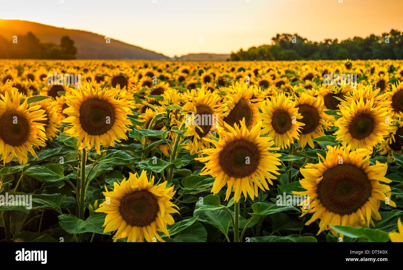 Sunflower field in sunny summer day Stock Photo - Alamy