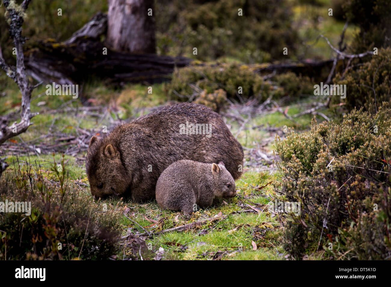 Baby wombat hi-res stock photography and images - Alamy