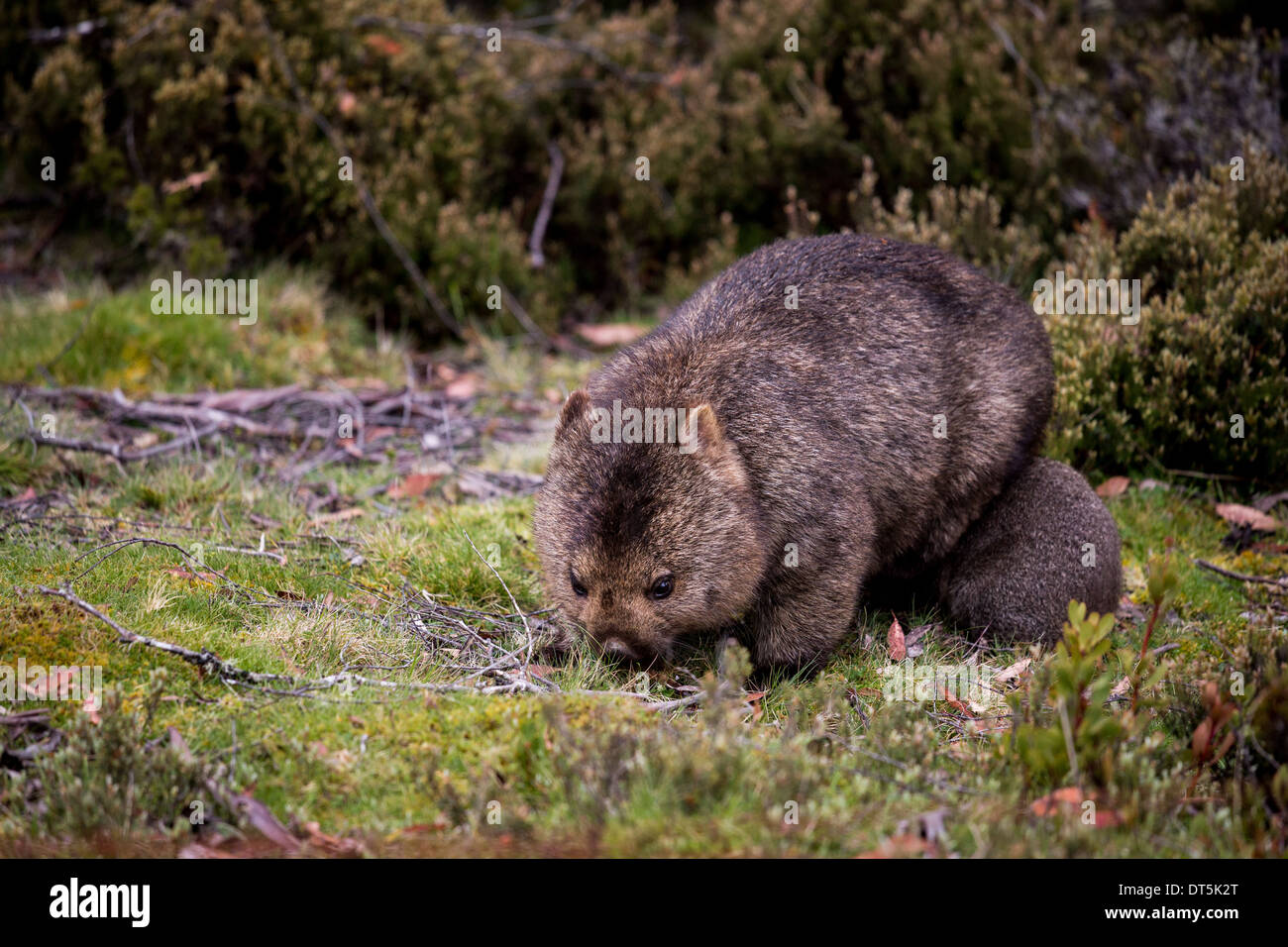 Baby wombat hi-res stock photography and images - Alamy