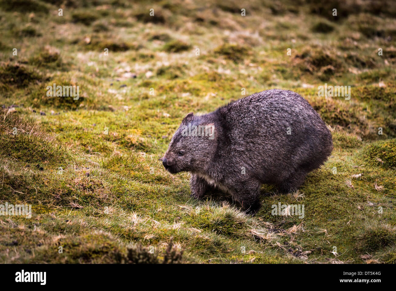 Wild Wombat at foraging at Cradle Mountain in Tasmania, Australia Stock ...