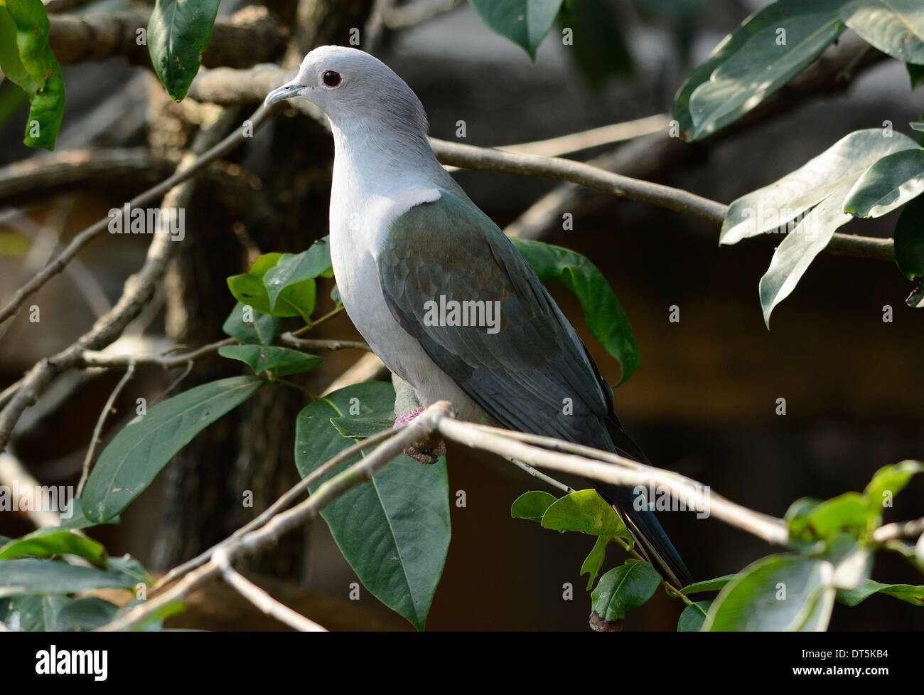 beautiful Green Imperial Pigeon (Ducula aenea) standing on branch Stock ...