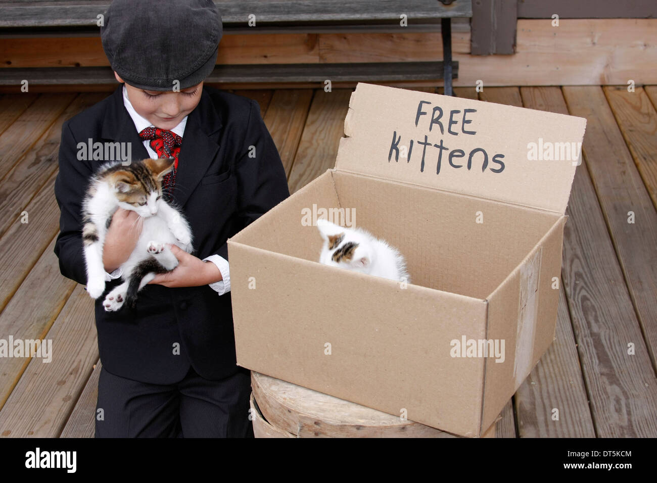 Free kittens hi-res stock photography and images - Alamy