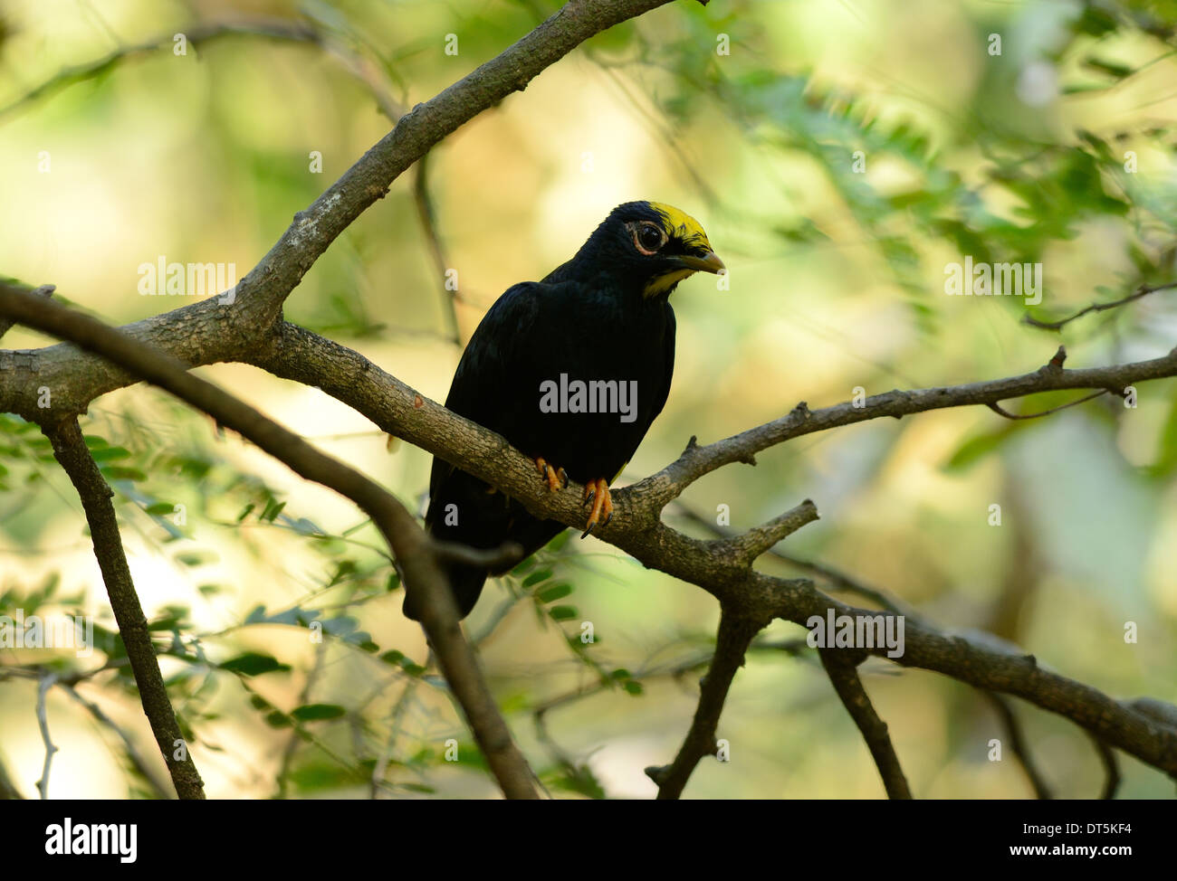 beautiful female Golden-crested Myna (Ampeliceps coronatus) in Thai ...
