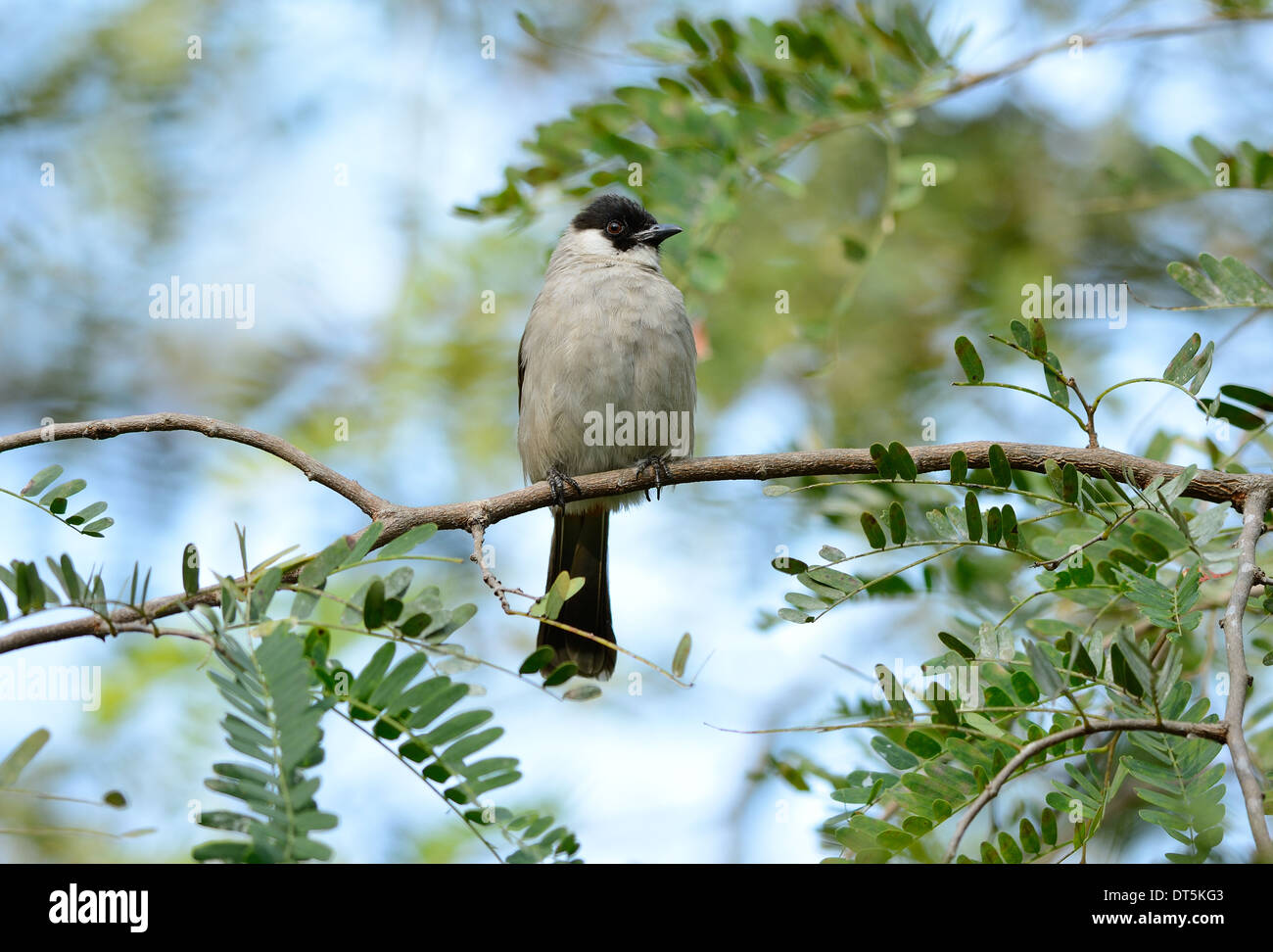 beautiful Sooty-headed Bulbul (Pycnonotus aurigaster) resting in branch ...