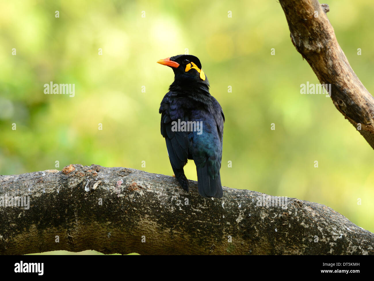 Gracula religiosa hi-res stock photography and images - Alamy