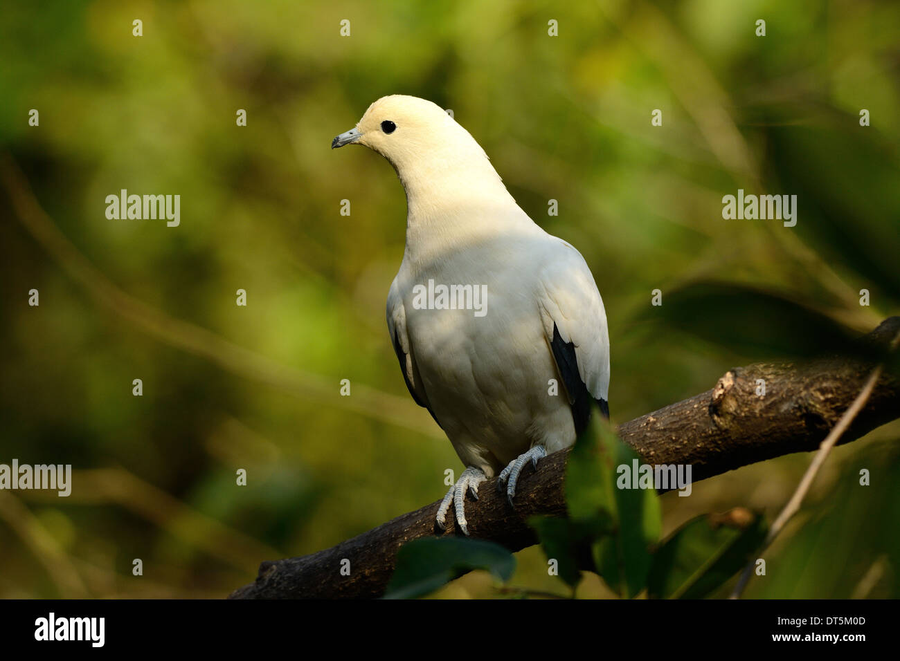 beautiful Pie Imperial Pigeon (Ducula bicolor) standing on branch Stock ...