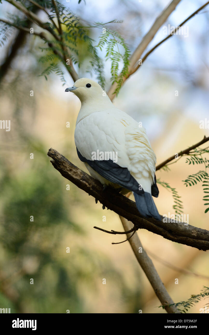 beautiful Pie Imperial Pigeon (Ducula bicolor) standing on branch Stock ...
