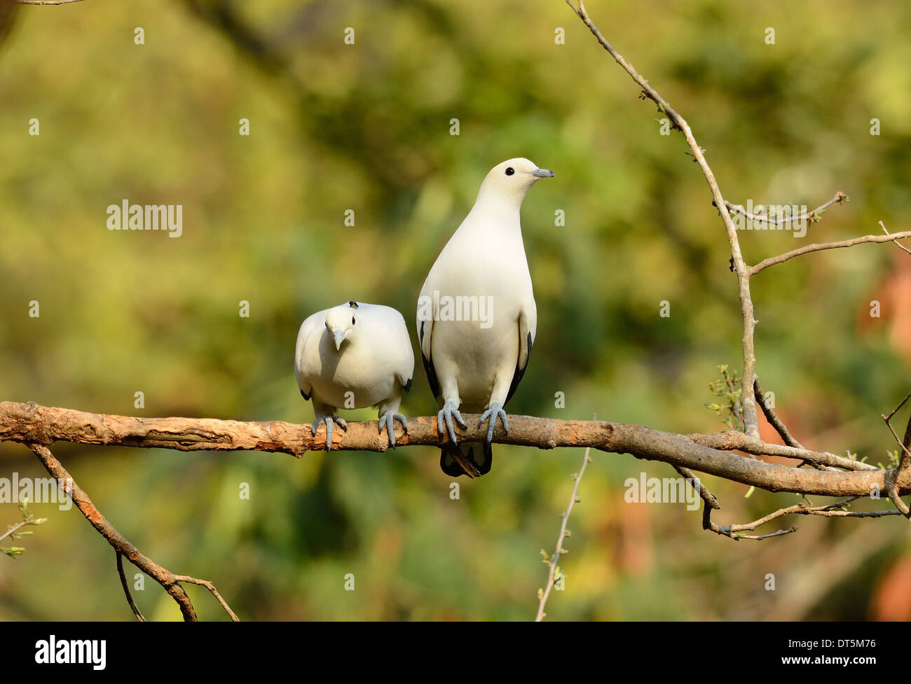 beautiful Pie Imperial Pigeon (Ducula bicolor) standing on branch Stock ...